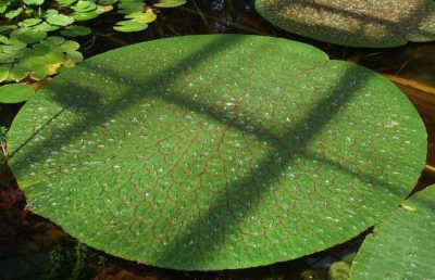 Makhana Plant | From Seed to Snack | Everything You Need to Know ...